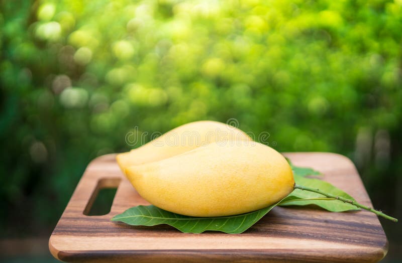 Sweet Golden Mango on Green Garden. Stock Image - Image of juicy ...