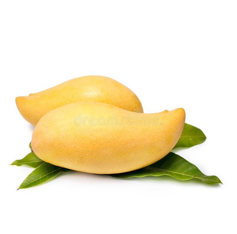 Sweet Golden Mango Isolated on White Background. Stock Photo - Image of ...