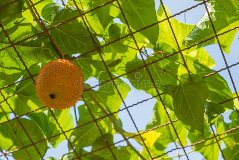 Sweet gourd stock photo. Image of orange, plants, citrus - 49002796