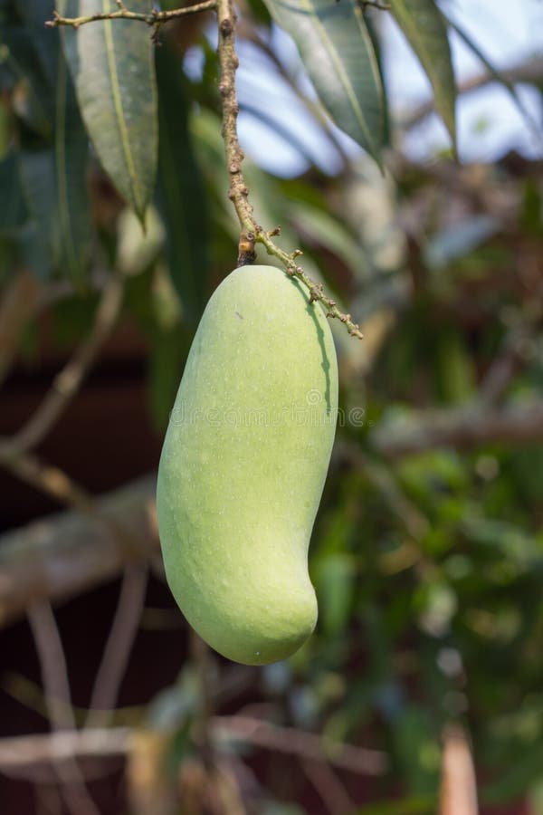 2,591 Sweet Green Mango Tree Thailand Stock Photos - Free & Royalty ...