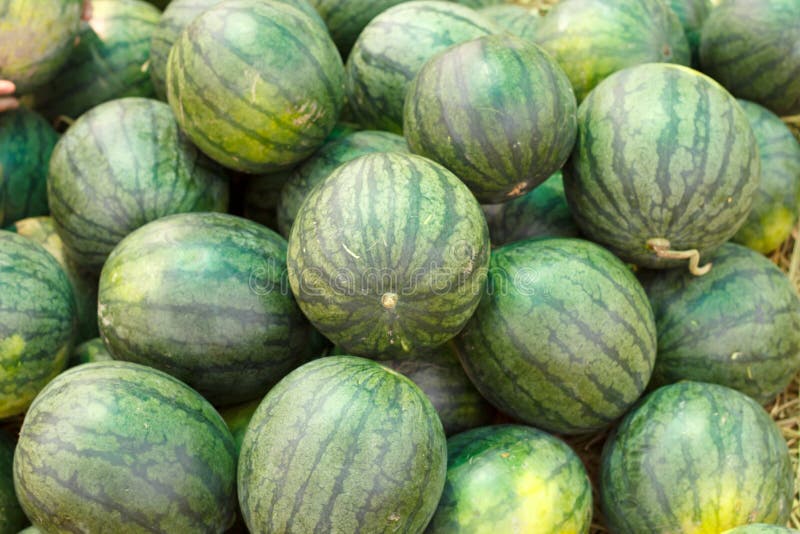 Sweet green watermelons stock photo. Image of organic - 53657638