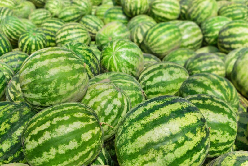 Sweet green watermelons stock image. Image of ripe, green - 67430321