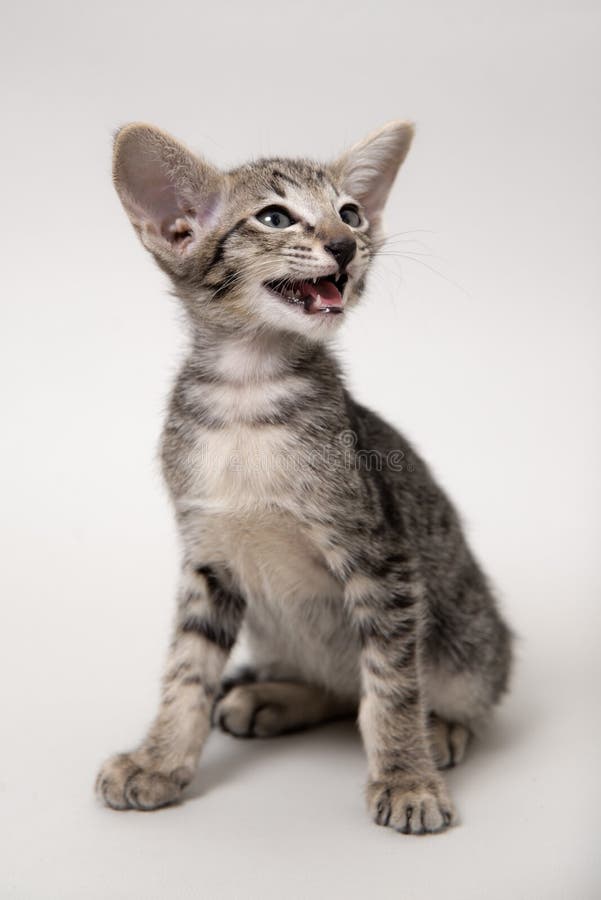 Light gray tabby kitten - seryshield