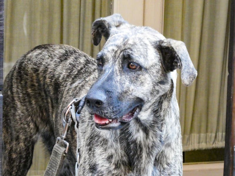 Sweet grizzled dog stock photo. Image of lean, bandog - 136719016