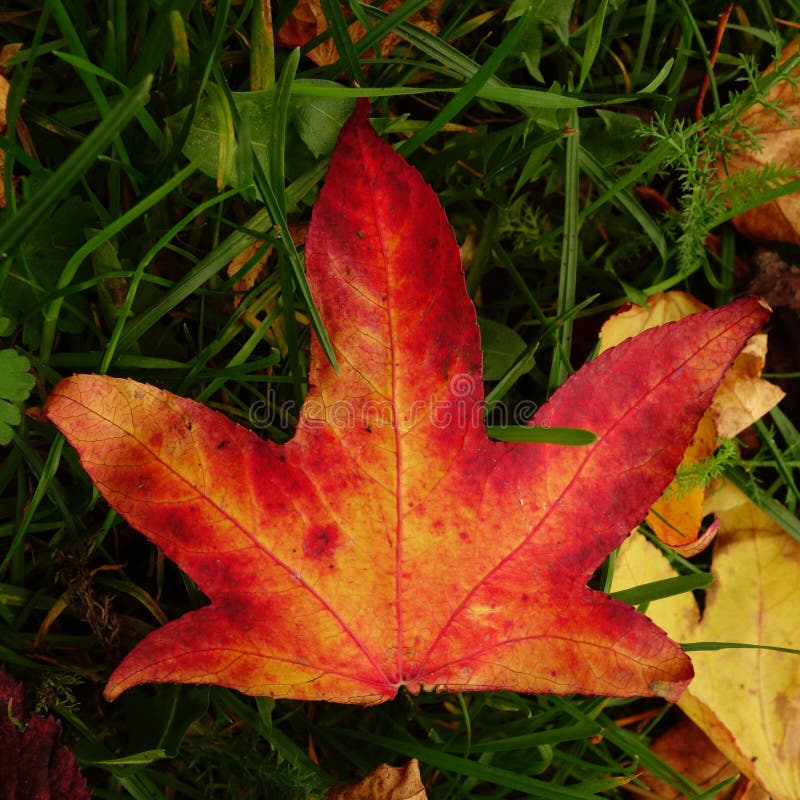 Sweet Gum Leaf stock photo. Image of foliage, leaf, orange - 63261608