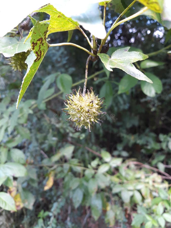 Sweet gum tree ball stock photo. Image of blossom, produce - 205964000