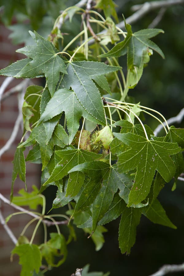Sweet Gum Tree stock image. Image of botanical, backdrop - 231411263