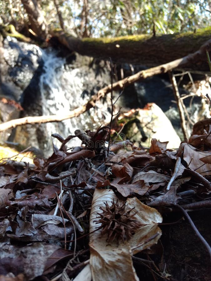 Sweet Gum Tree Pod on Fall Leaves with a Forest Background Stock Image ...