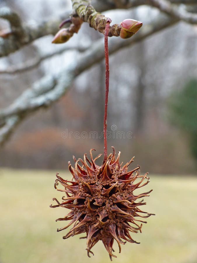 Sweet Gum Tree Seed Pod Stock Photos - Free & Royalty-Free Stock Photos ...