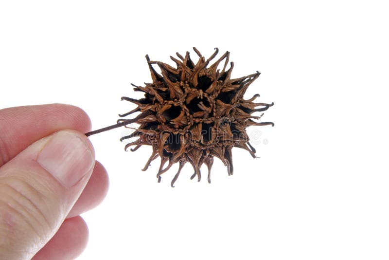 Sweet gum tree seed pod stock image. Image of fruit, botanical - 70581025