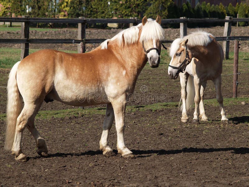 Sweet haflinger stock image. Image of riding, stallions - 37818549