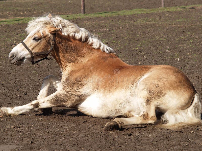 Sweet haflinger stock photo. Image of nature, foals, germany - 37818614
