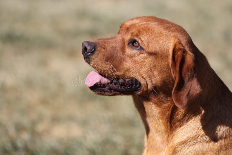 Sweet Happy Red Labrador Retriever. Stock Photo - Image of playing ...