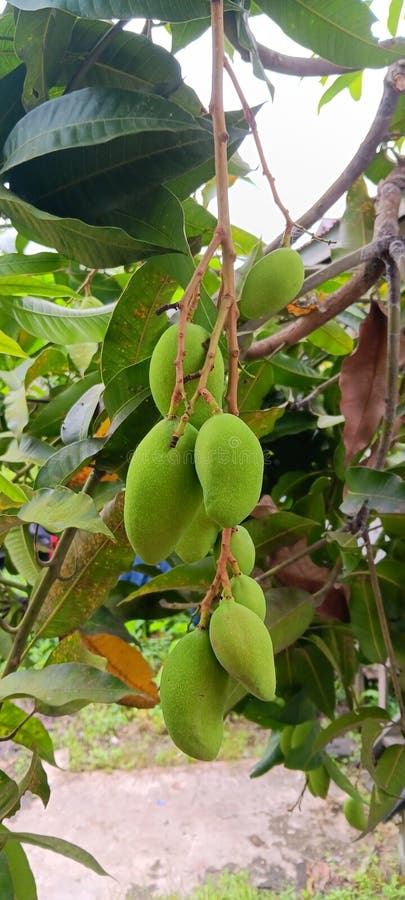 Haru Mango Stock Photos - Free & Royalty-Free Stock Photos from Dreamstime