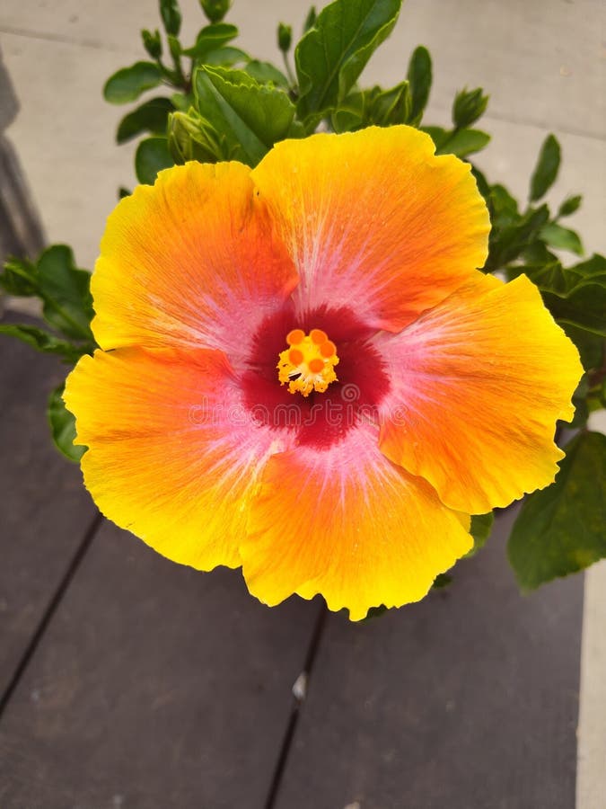 Sweet hibiscus flower stock photo. Image of sweet, pretty - 285163342