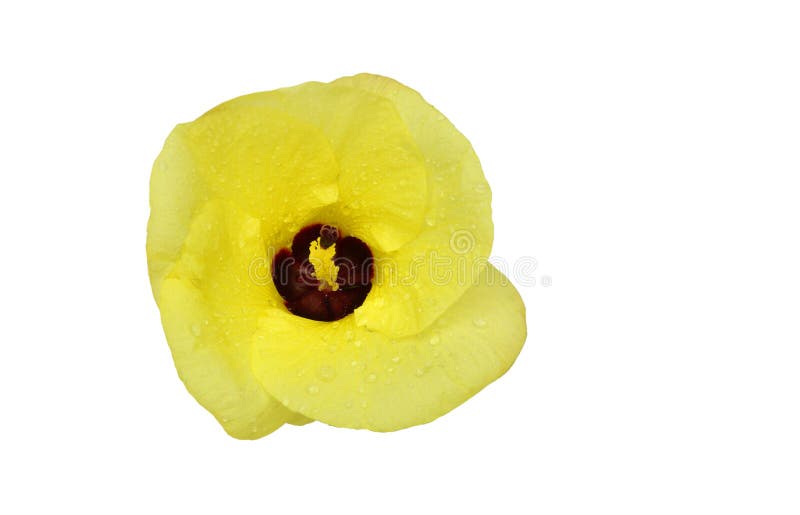 Lily petal stock image. Image of close, smell, pink, natural - 4646005