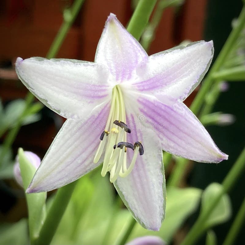 Hosta Sweet Flower Stock Photos - Free & Royalty-Free Stock Photos from ...