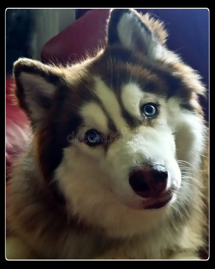 Sweet husky puppy stock image. Image of sweet, puppy - 104281373