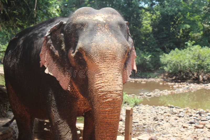 Sweet Indian Elephant stock image. Image of tree, herd - 207283977
