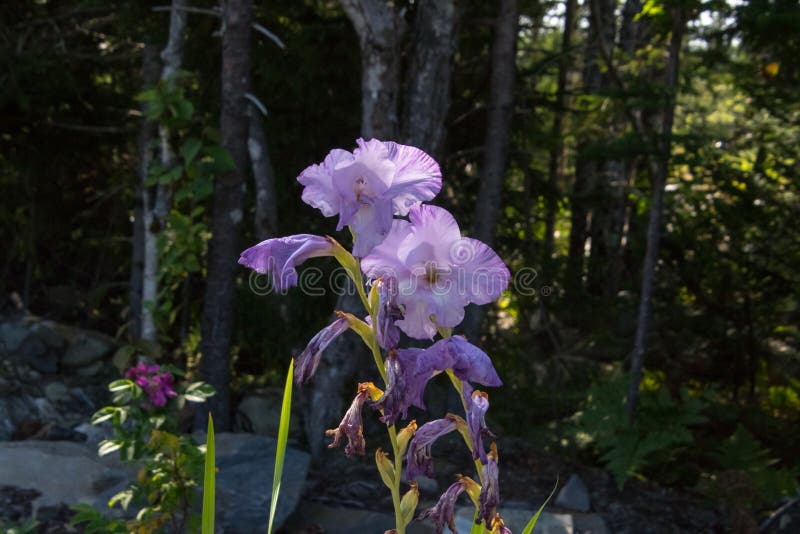 A sweet Iris stock image. Image of summer, closeup, garden - 231245691