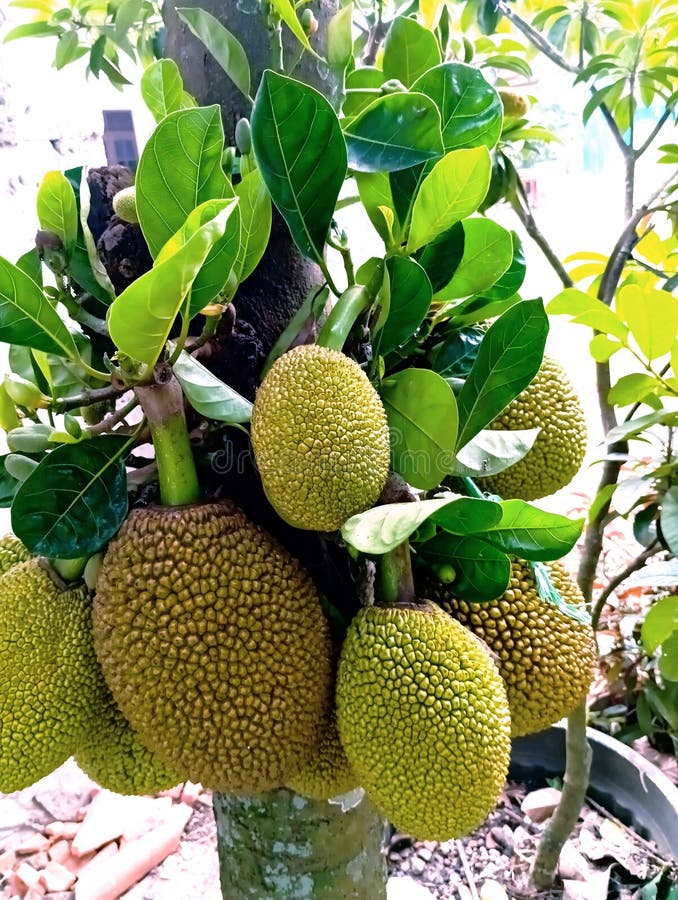 Sweet Jackfruit Tree at the Garden Park Stock Image - Image of park ...