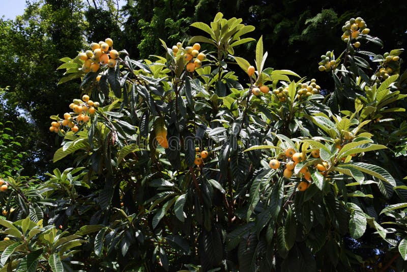 Loquat fruit stock image. Image of food, tree, yellow - 117123029