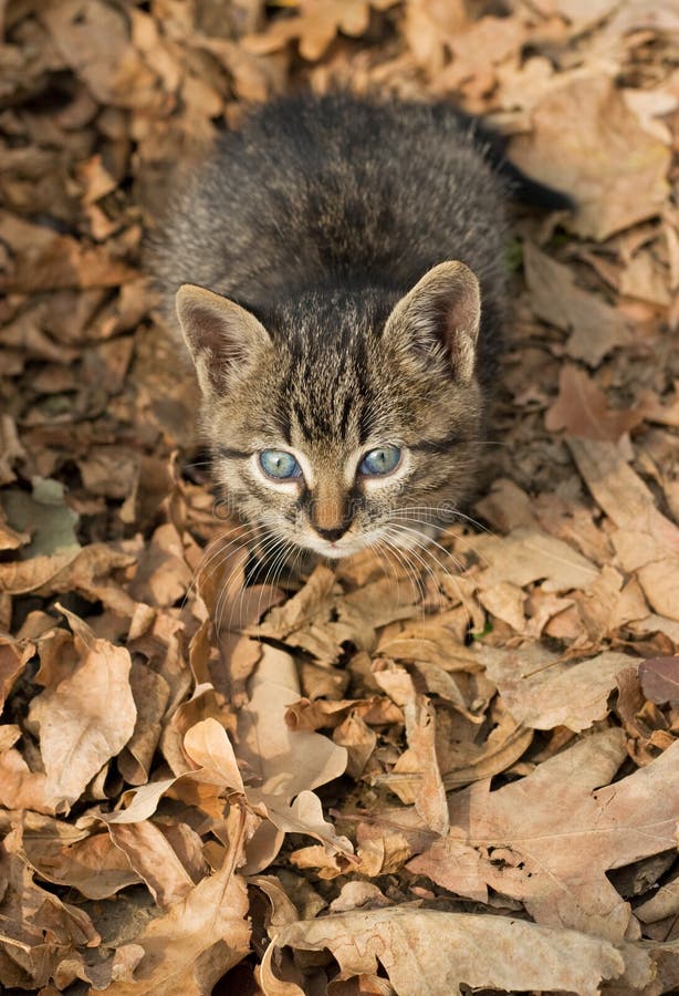 Sweet kitten stock image. Image of beautiful, soft, head - 11716285