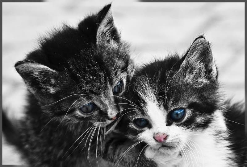 Sweet Kittens stock photo. Image of black, mammal, kitten - 32888074