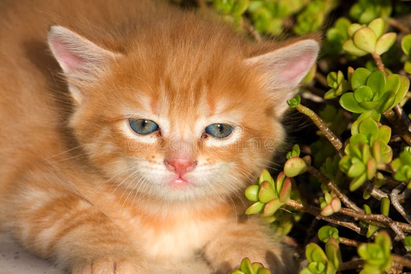 Sweet kitty stock photo. Image of mammal, nature, colors - 9732466