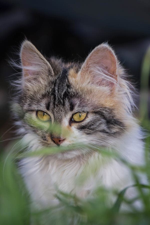 Sweet kitty behind grass stock photo. Image of expression - 76614668