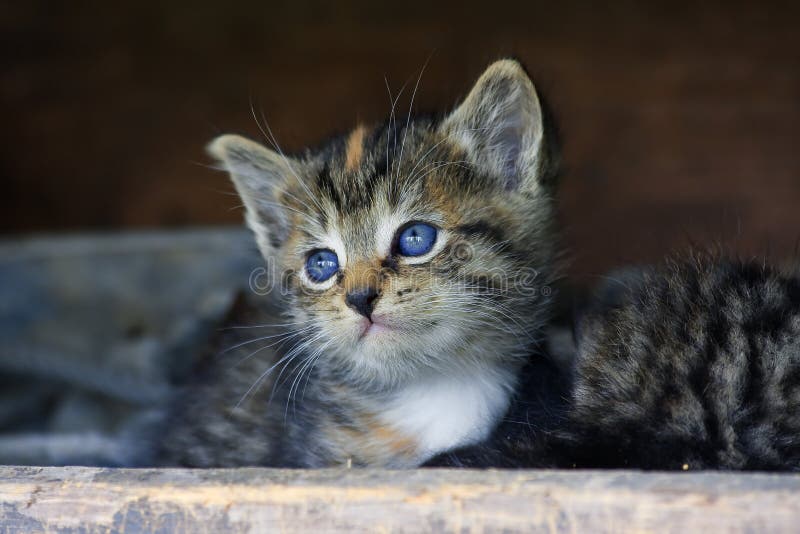 Sweet Kitty Face stock image. Image of head, ears, cuddly - 10166955