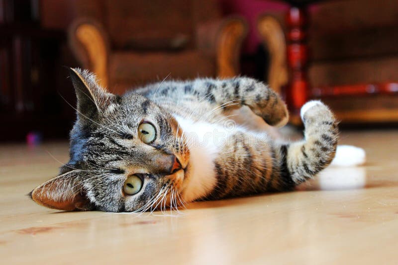 Sweet kitty stock image. Image of kitten, black, cats - 65858985