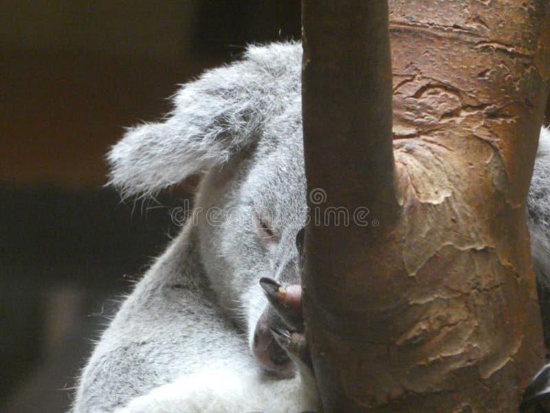 A sweet koala stock image. Image of wildlife, napping - 298207465