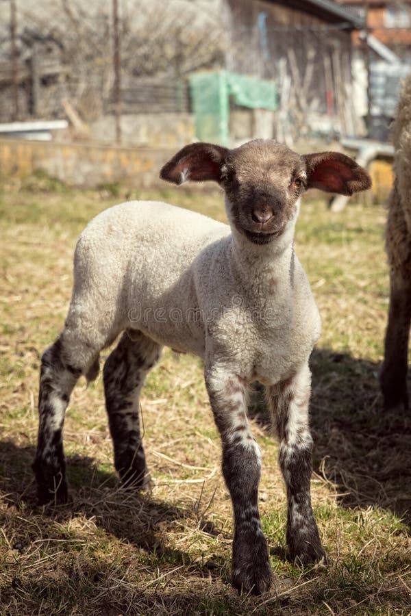 Sweet lamb stock photo. Image of life, cake, closeup - 16654986