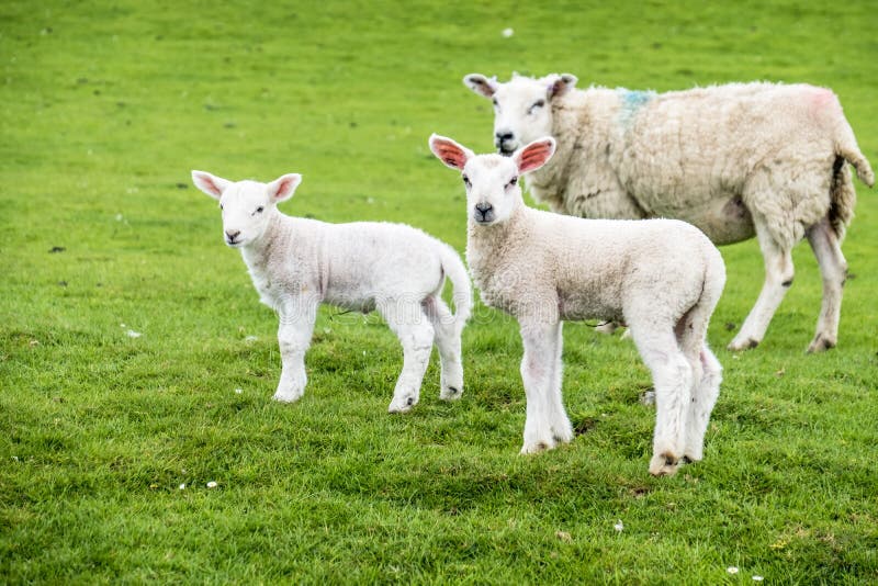 Sweet lambs stock photo. Image of spring, grass, sheep - 713580