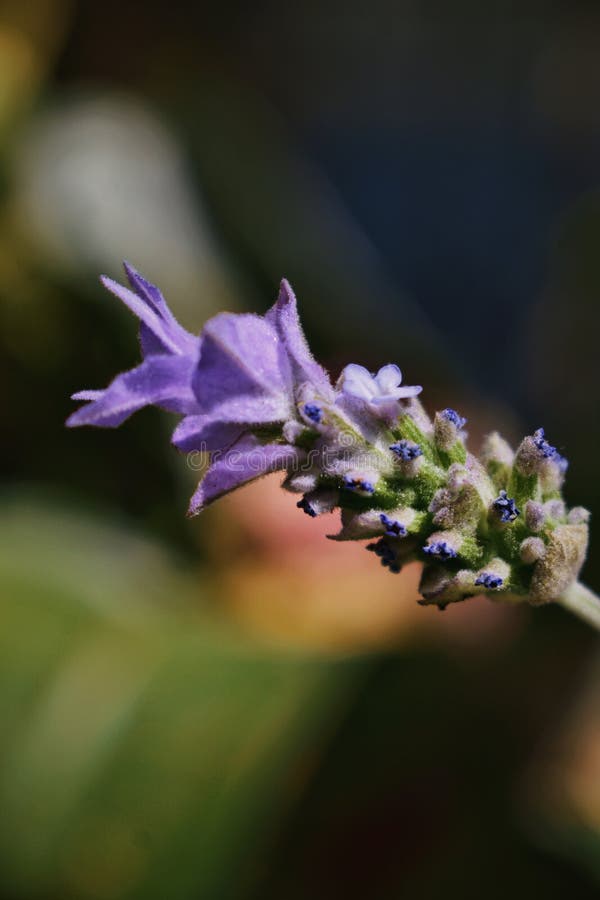 Sweet lavander stock image. Image of purple, lavander - 210429345