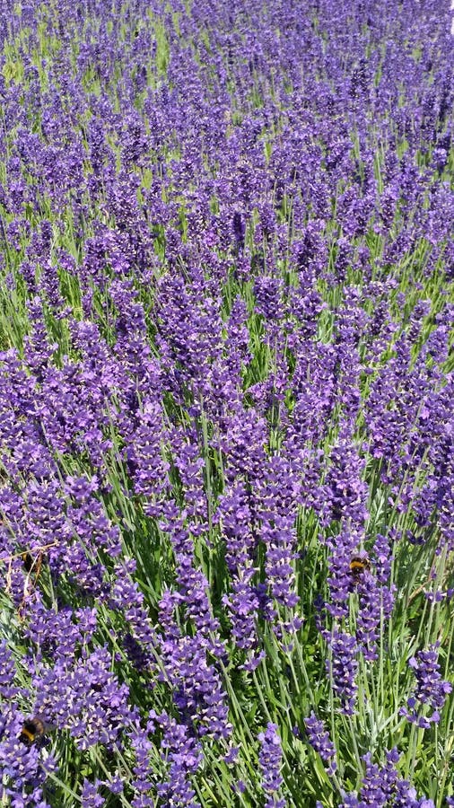 Blooming Sweet Lavender stock photo. Image of blooms - 155005540