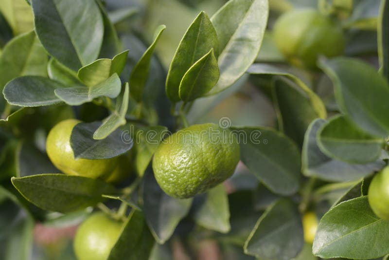 Lemon Pursha Stock Photos - Free & Royalty-Free Stock Photos from ...