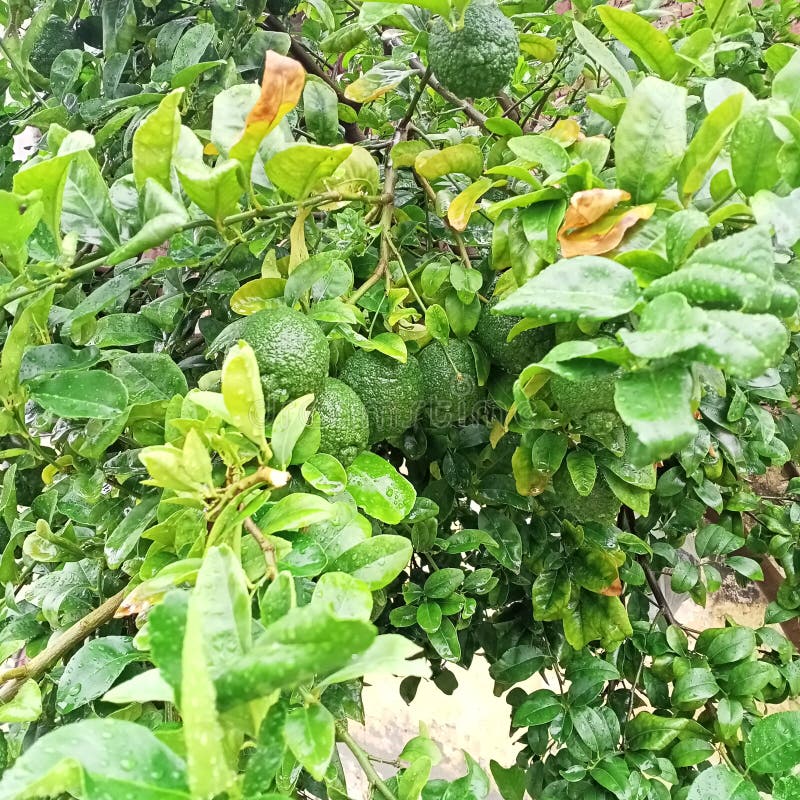 Sweet Lemon Tree in My Home Stock Image - Image of fruit, green: 213064865