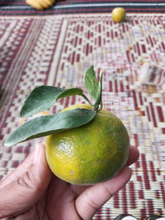 Sweet Lemons Fruits stock photo. Image of fruit, sweet - 252673452