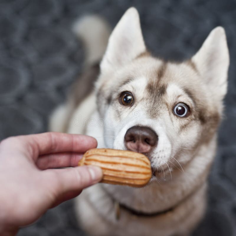 Sweet life Huskies stock photo. Image of goods, hungry - 24090762