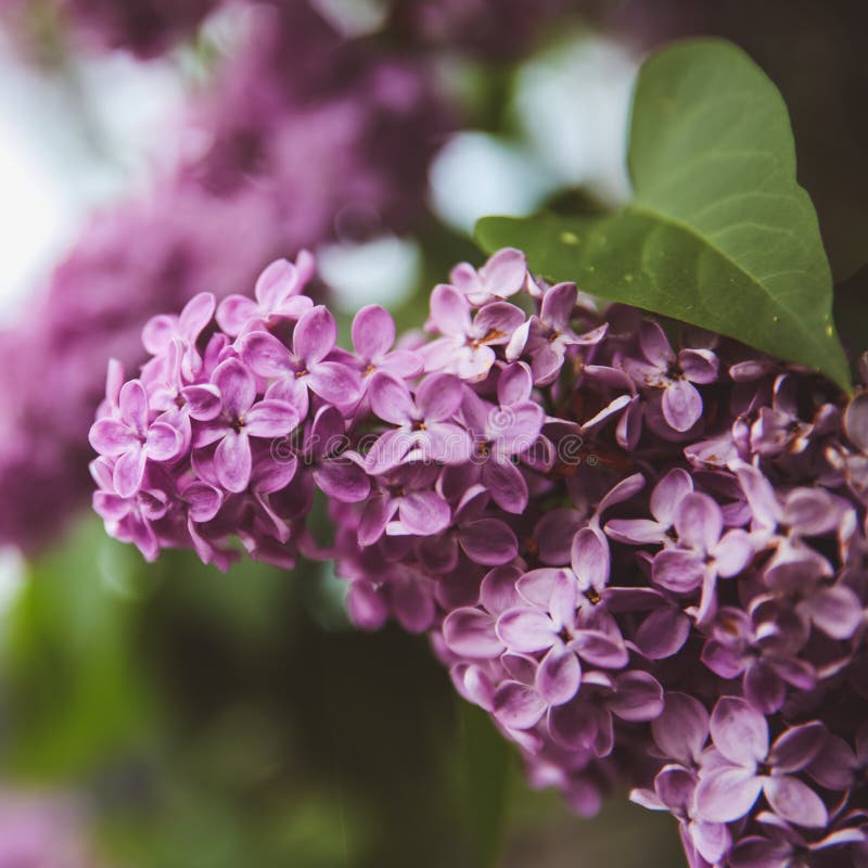 Sweet Lilac on the Green Background. Sweet Lilac Stock Photo - Image of ...