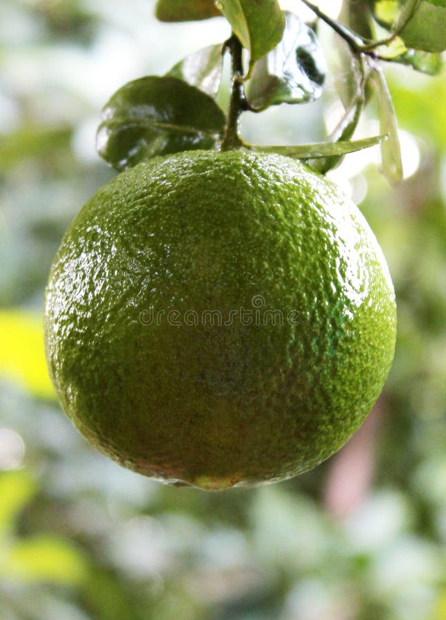 Sweet Lime - Tree branches stock image. Image of lima - 95167691