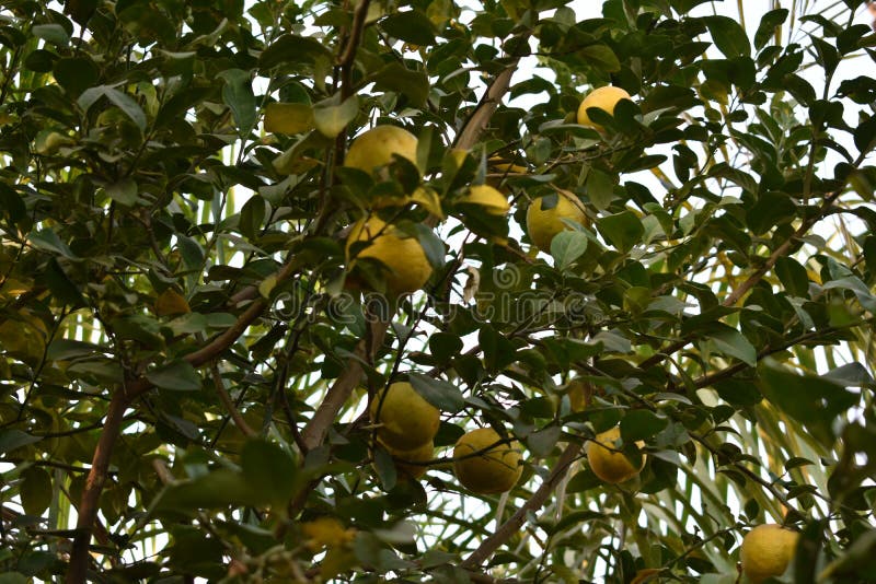 Sweet lime tree stock photo. Image of tree, tangelo - 106132238