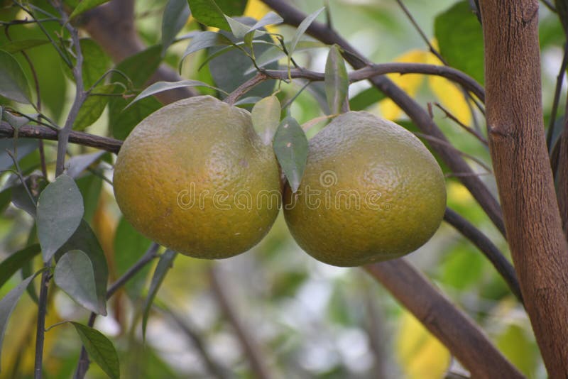 Sweet lime tree stock photo. Image of orange, plant - 105912078