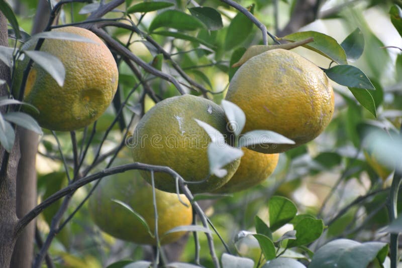 Sweet Lime - Tree branches stock image. Image of edible - 95164867
