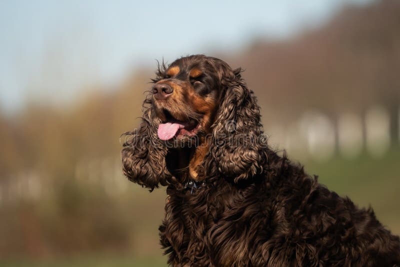 A Sweet Little Brown Cocker Spaniel Outside Stock Photo - Image of ...
