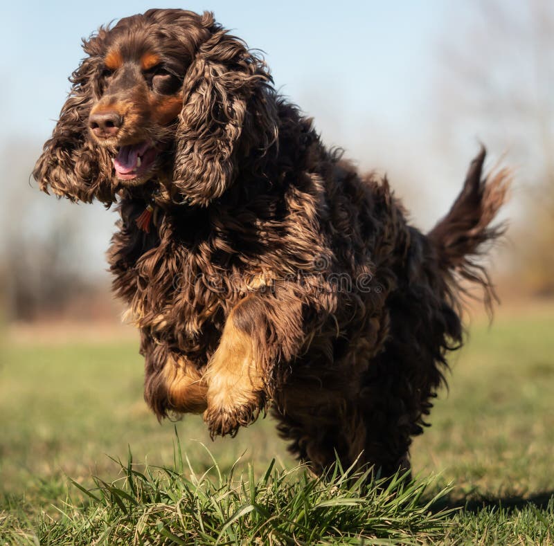 A Sweet Little Brown Cocker Spaniel Outside Stock Photo - Image of ...