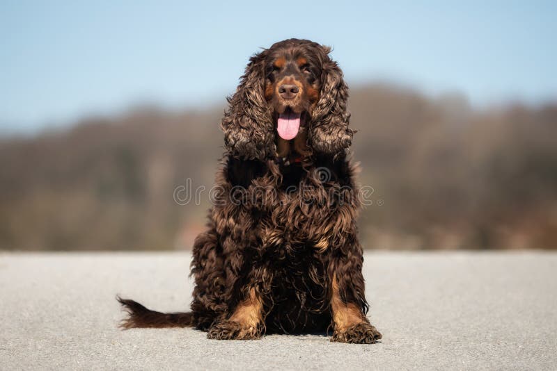 A Sweet Little Brown Cocker Spaniel Outside Stock Image - Image of ...