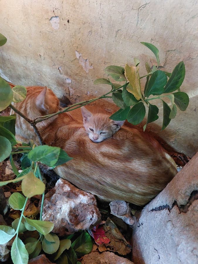A Sweet Little Cat with Her Mother Stock Photo - Image of sweet, mother ...
